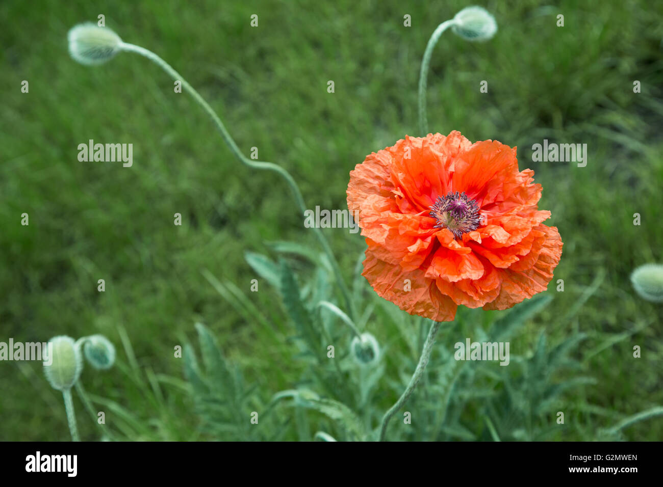 Große mohnblume -Fotos und -Bildmaterial in hoher Auflösung – Alamy