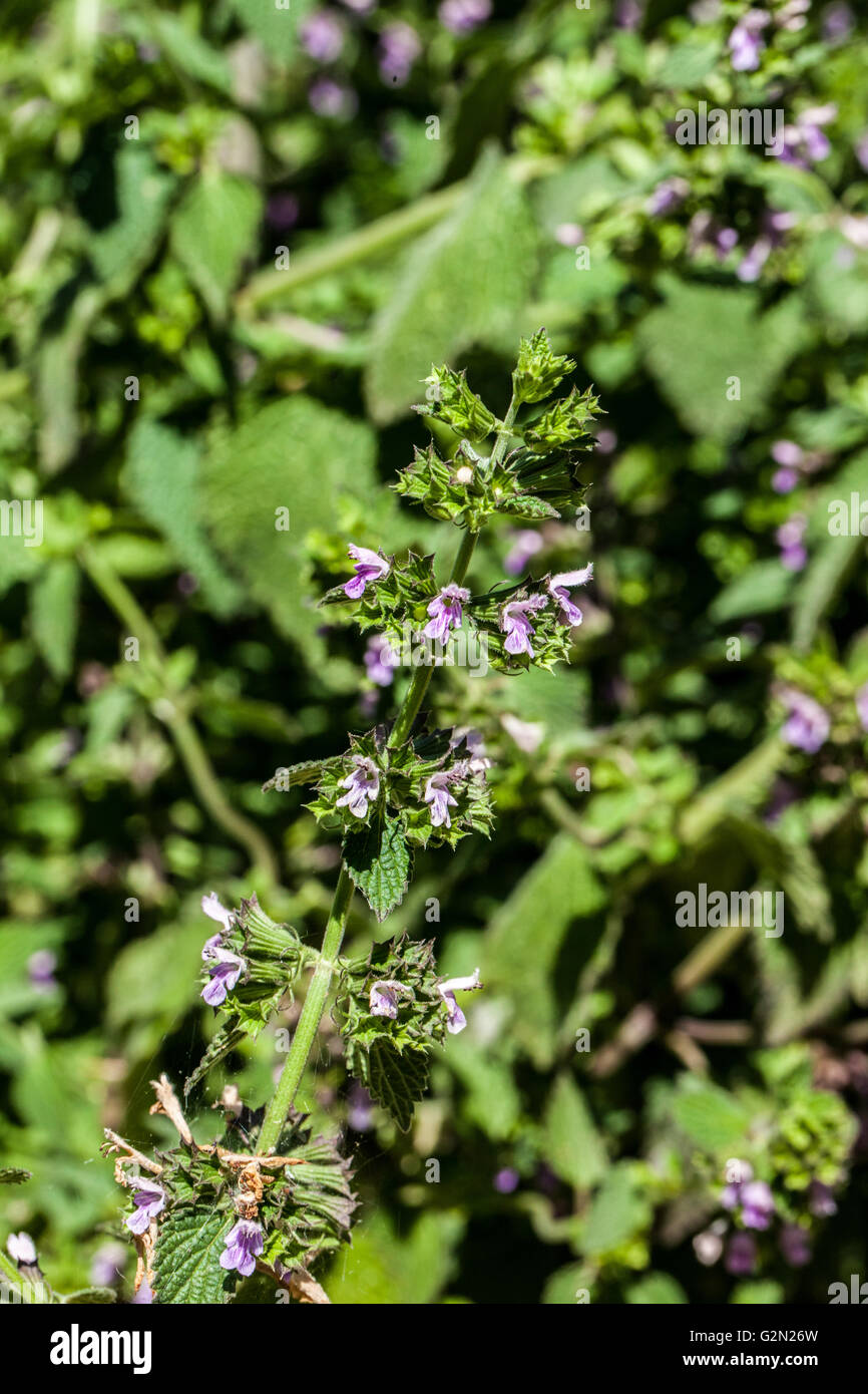 Ballota nigra -Fotos und -Bildmaterial in hoher Auflösung – Alamy