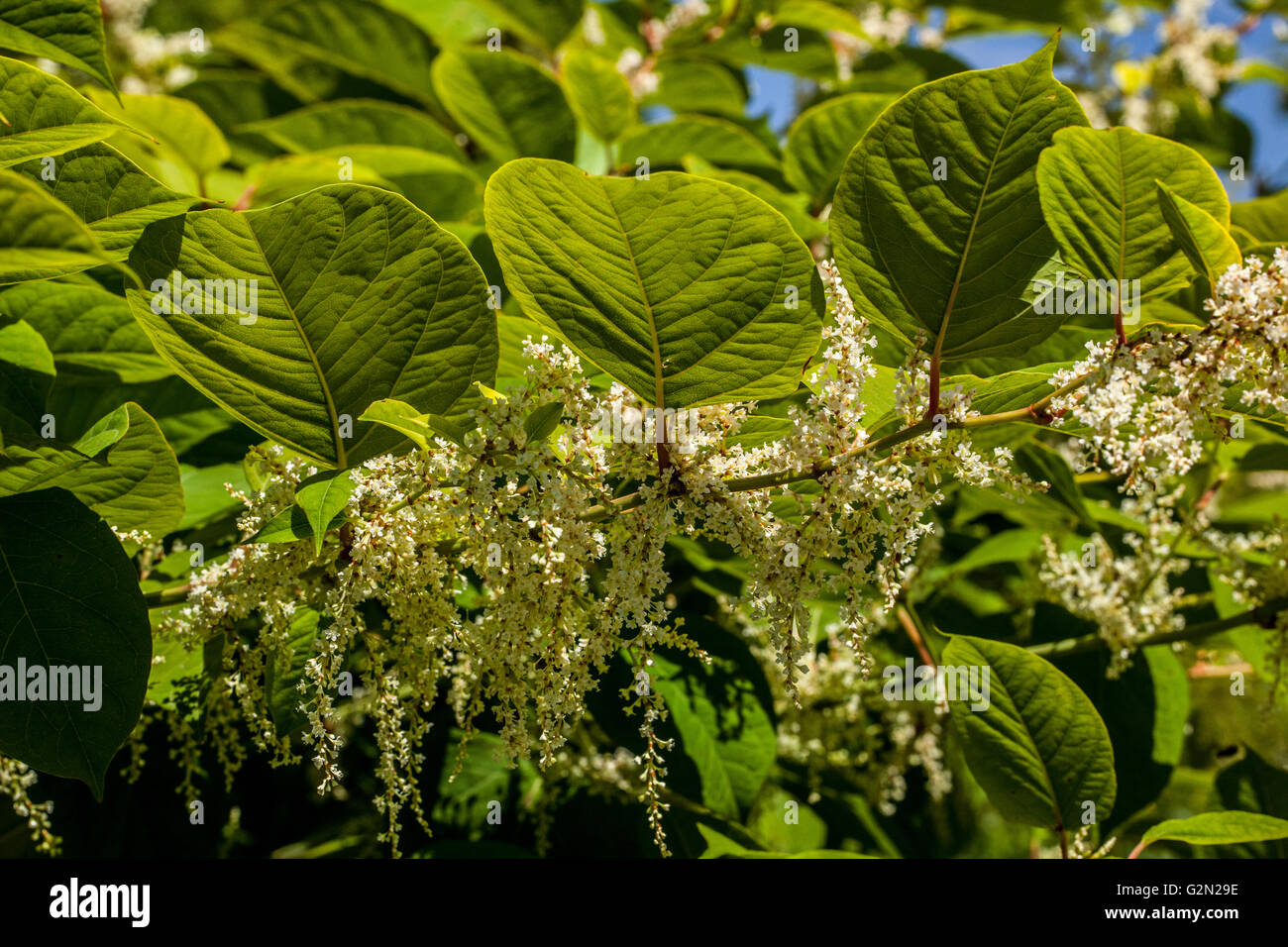 Cherry Laurel Prunus Laurocerasus Close Up Stockfotos & Cherry Laurel ...