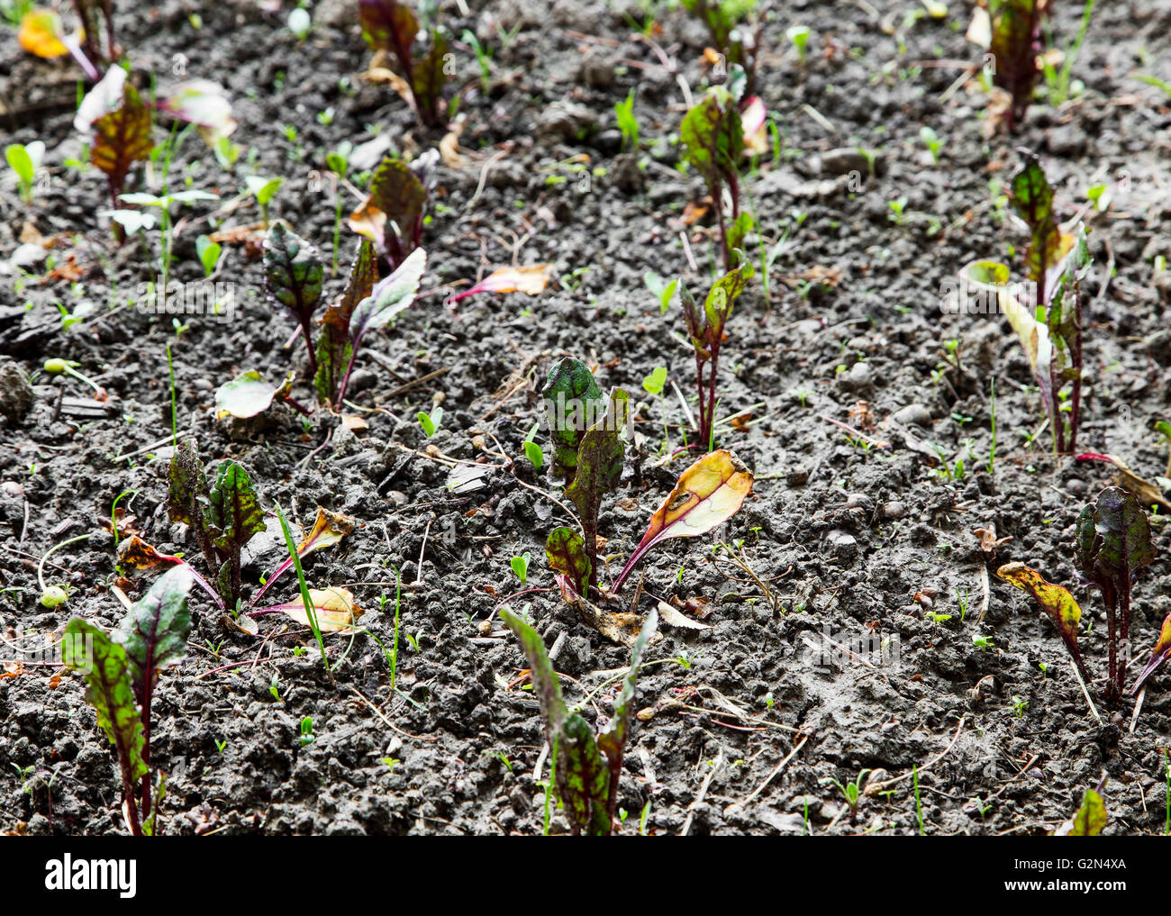 Sugar beet growing in field -Fotos und -Bildmaterial in hoher Auflösung ...