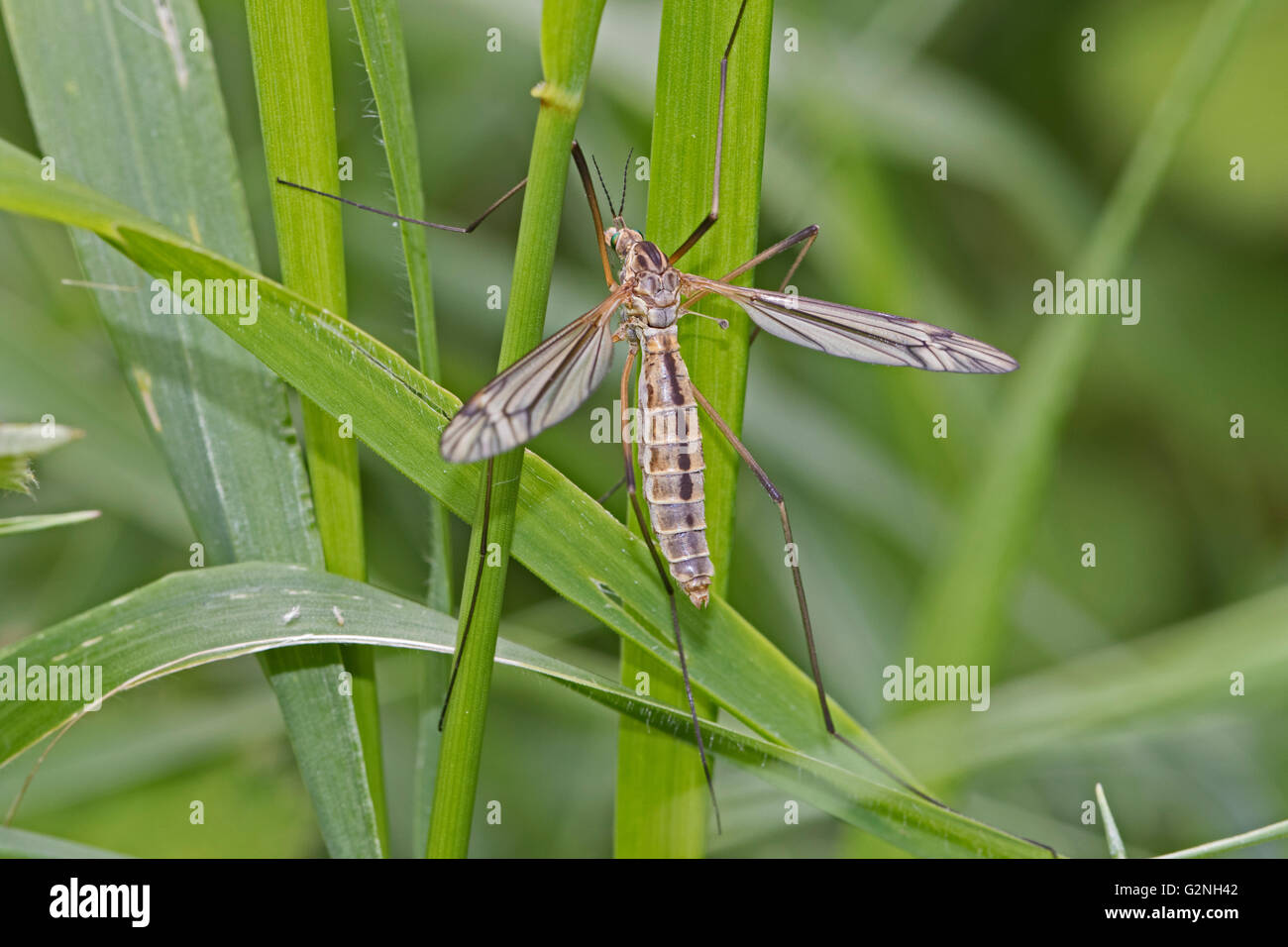 Cranefly tipula paludosa -Fotos und -Bildmaterial in hoher Auflösung ...