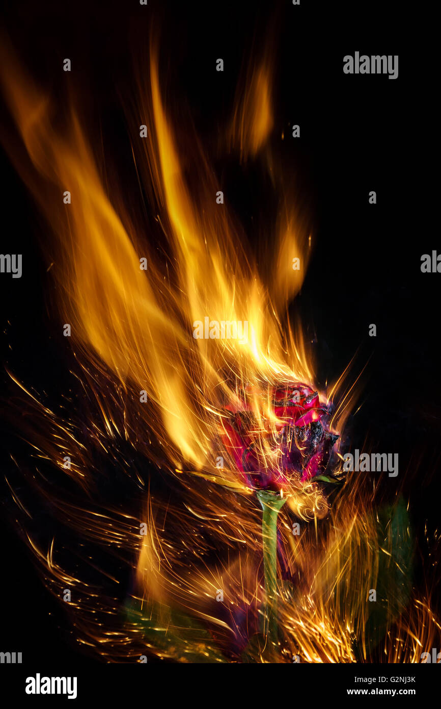 Rote rose flamme -Fotos und -Bildmaterial in hoher Auflösung – Alamy
