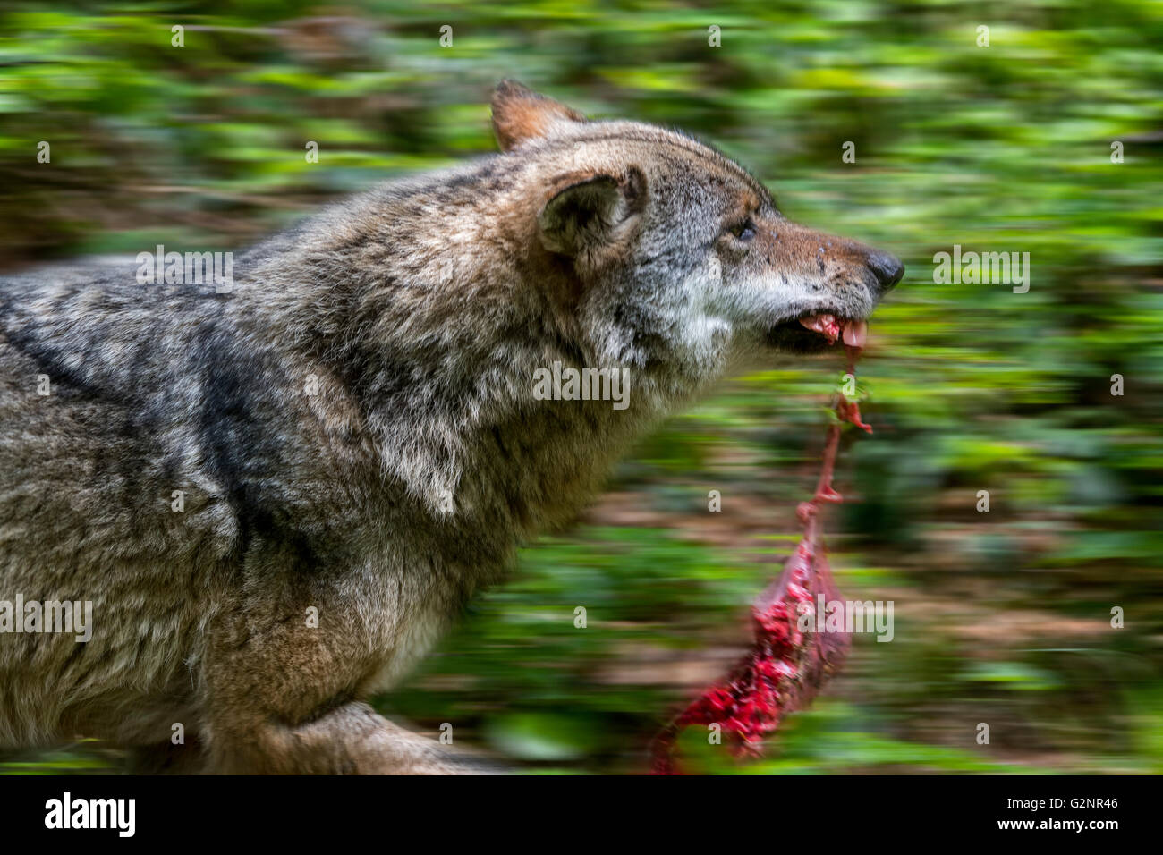 Nahaufnahme von einsamen grauen Wolf / graue Wolf (Canis Lupus) in Wald ...