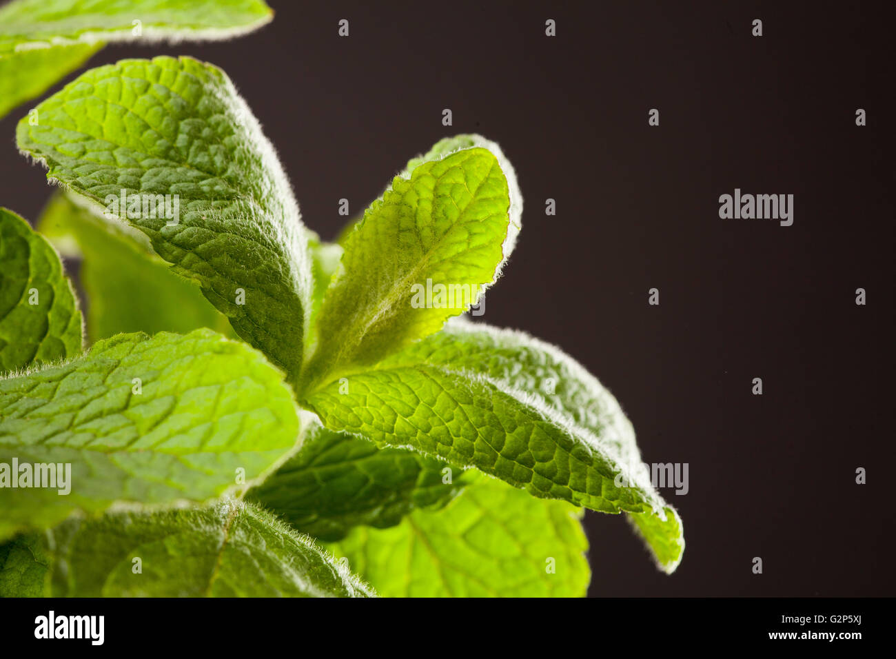 Frische frisch Stockfotos und -bilder Kaufen - Alamy