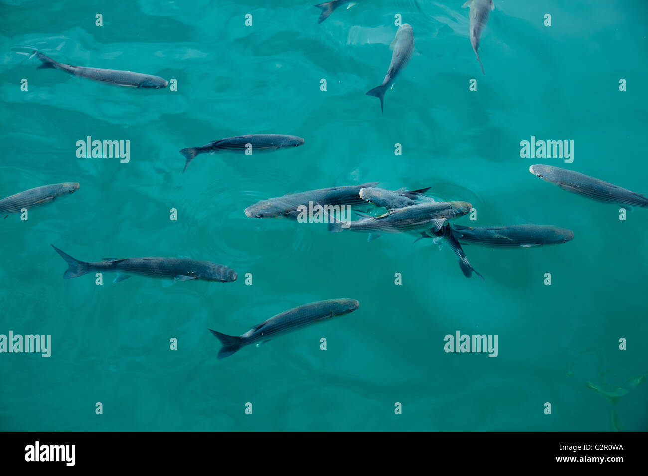 Meeräsche Fische Schule in Marina am Mittelmeer Stockfotografie - Alamy