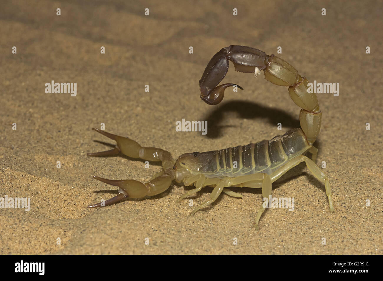 Fat tailed scorpion -Fotos und -Bildmaterial in hoher Auflösung – Alamy