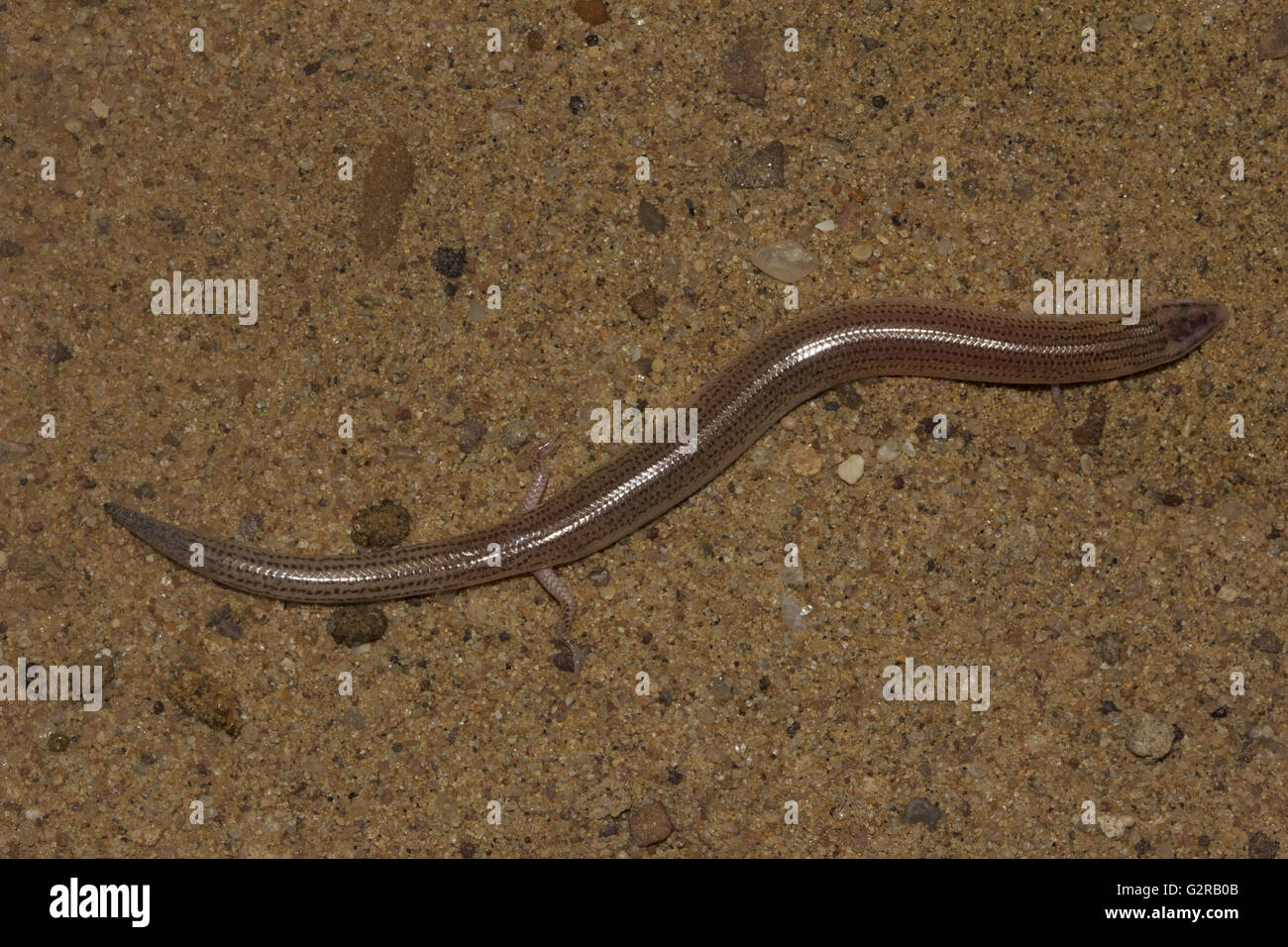 Sandfish skink -Fotos und -Bildmaterial in hoher Auflösung – Alamy