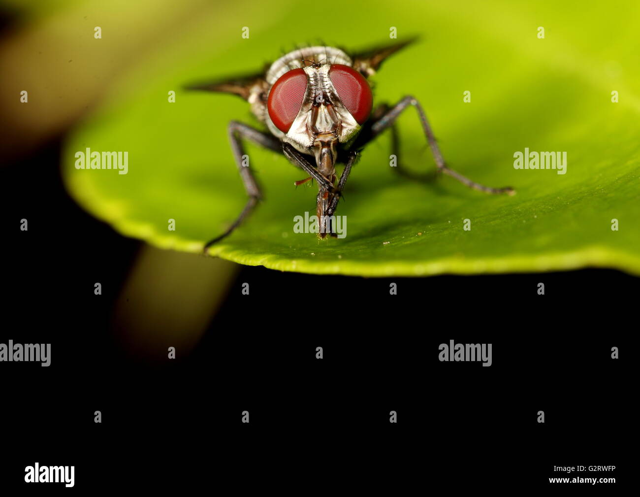 Klebrige zunge -Fotos und -Bildmaterial in hoher Auflösung – Alamy