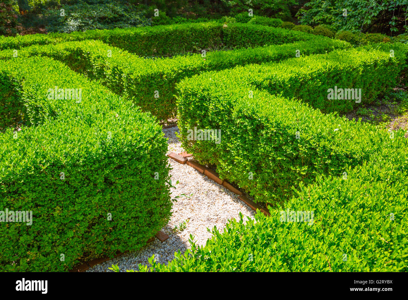 Gepflegter liguster -Fotos und -Bildmaterial in hoher Auflösung – Alamy