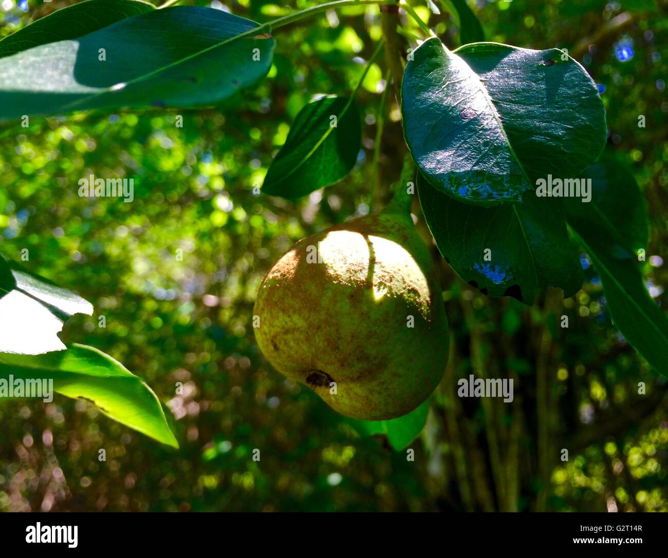 Kleine birne Stockfotos und -bilder Kaufen - Alamy