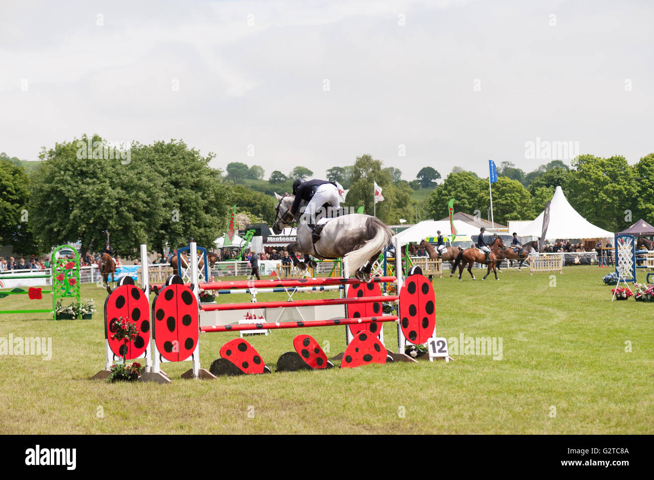 [Pferd springen] Pferd springen [Springreiten] Stockfotografie - Alamy