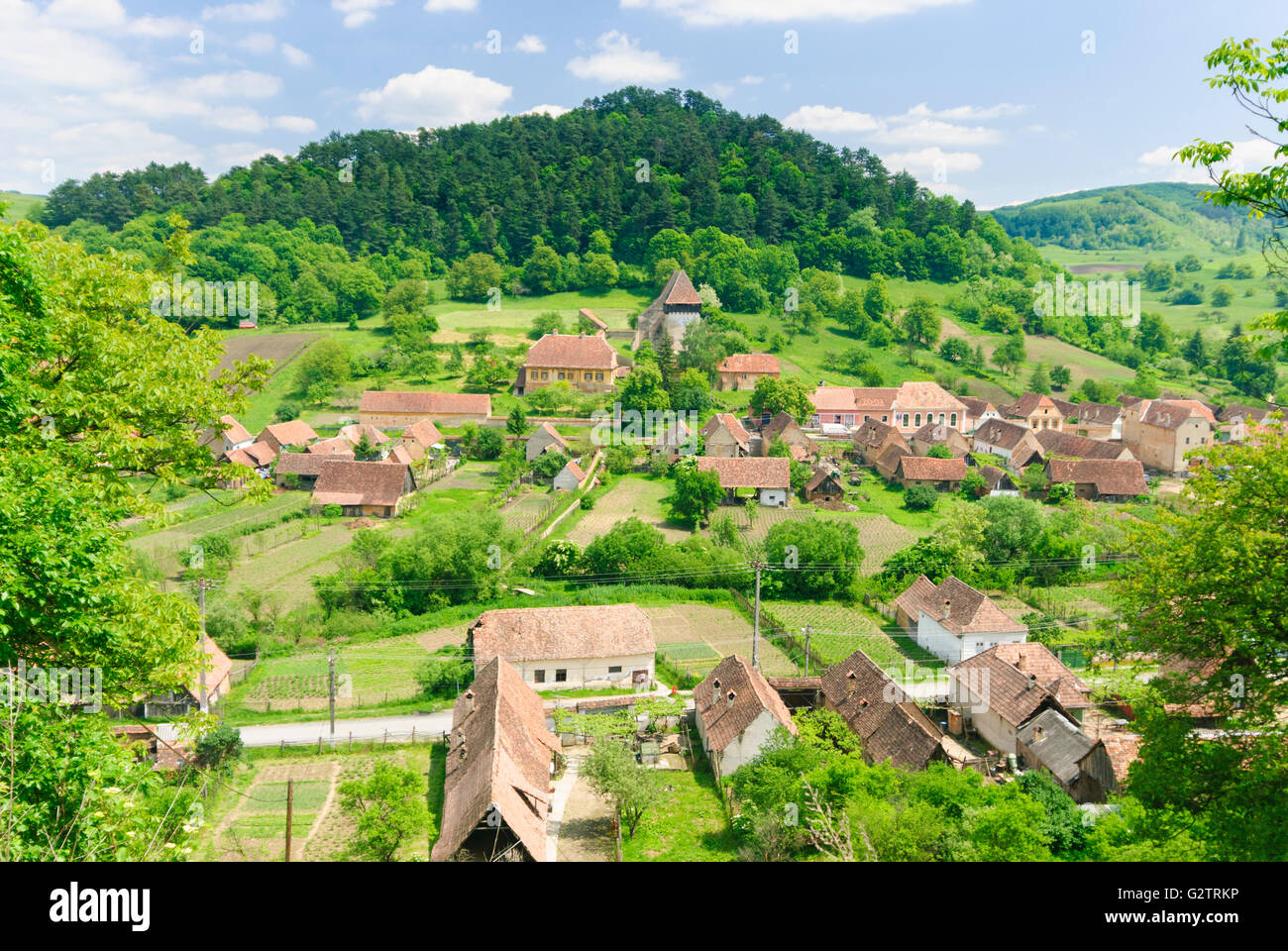 Copsa stute grosskopisch -Fotos und -Bildmaterial in hoher Auflösung ...