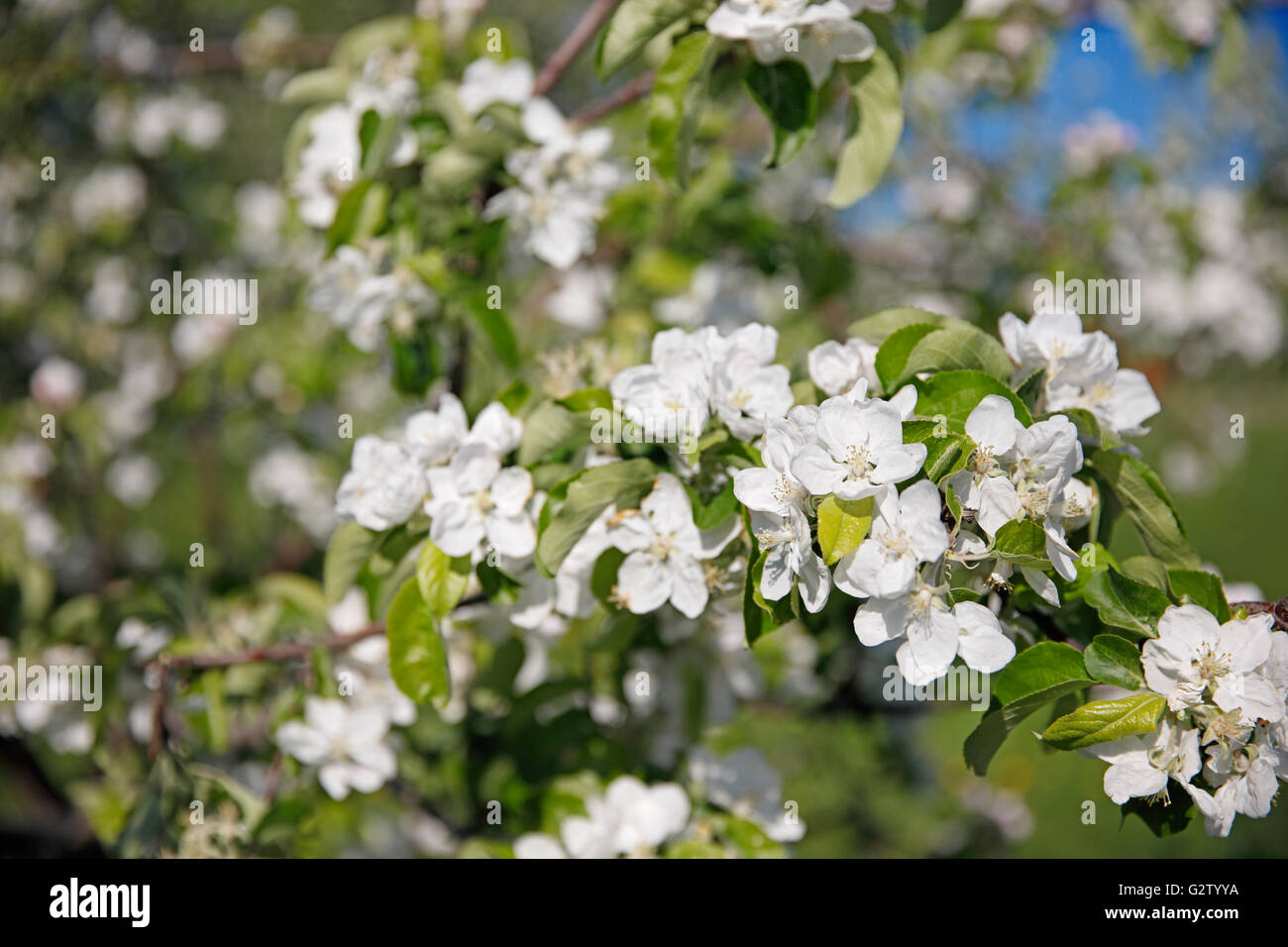 Apfelbaum blühen -Fotos und -Bildmaterial in hoher Auflösung – Alamy