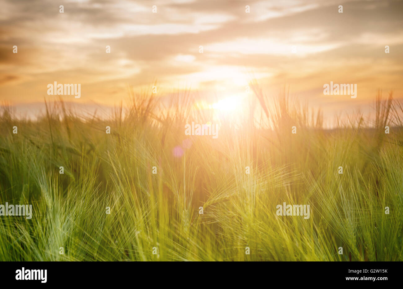 Gerste im freien -Fotos und -Bildmaterial in hoher Auflösung – Alamy