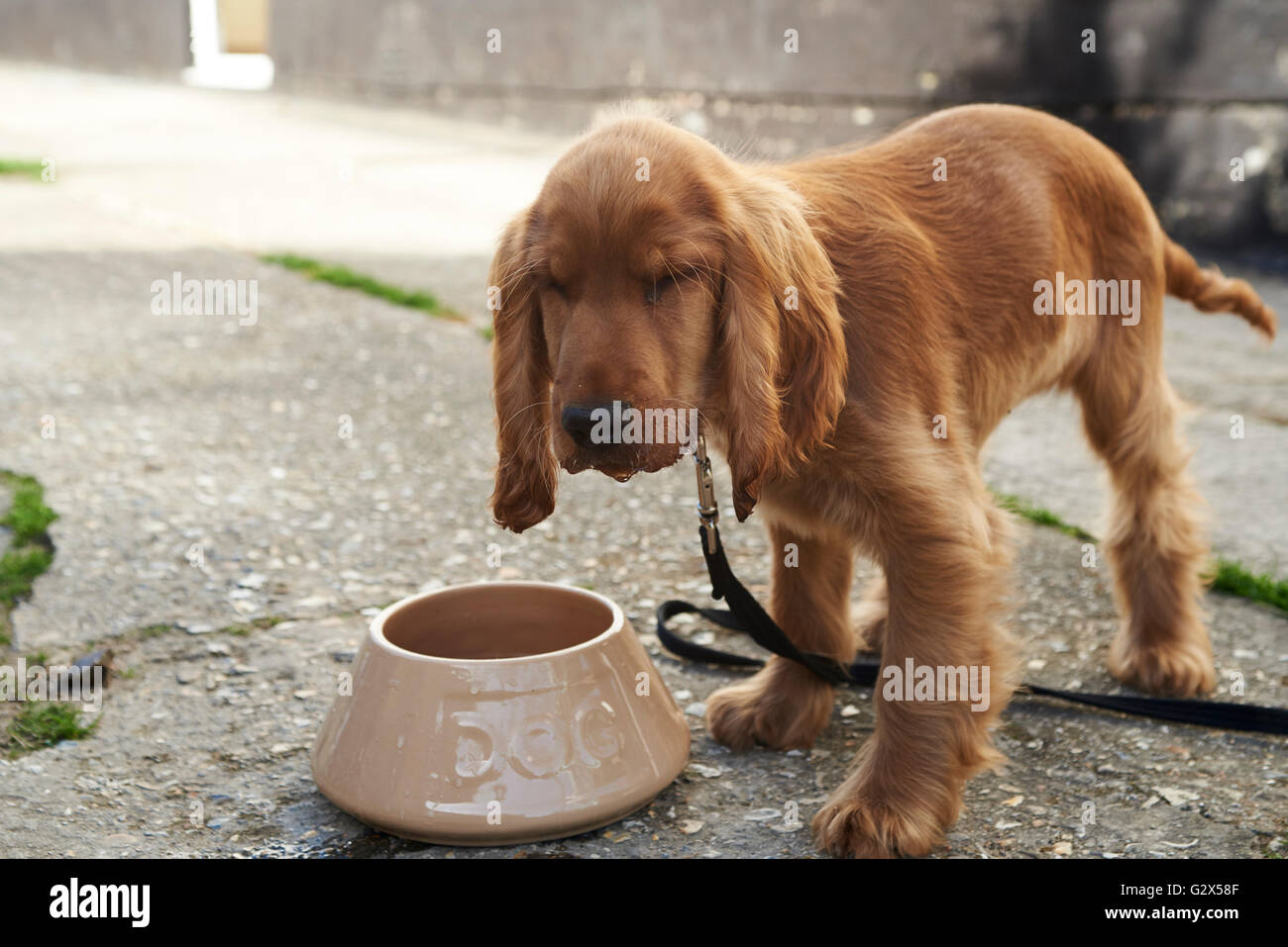 Am futternapf -Fotos und -Bildmaterial in hoher Auflösung – Alamy
