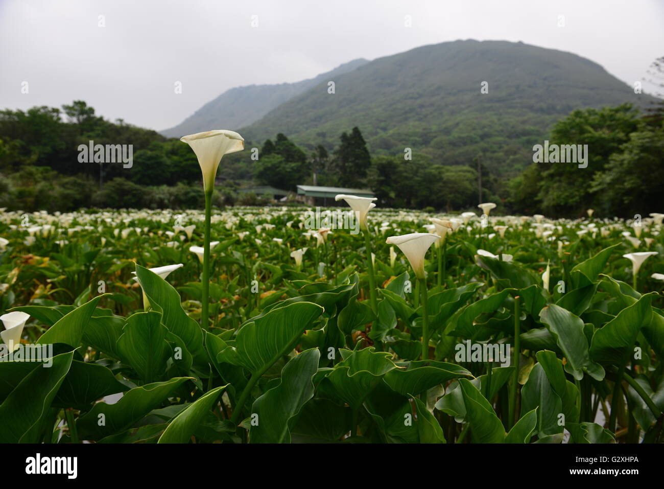 Calla hautnah -Fotos und -Bildmaterial in hoher Auflösung – Alamy
