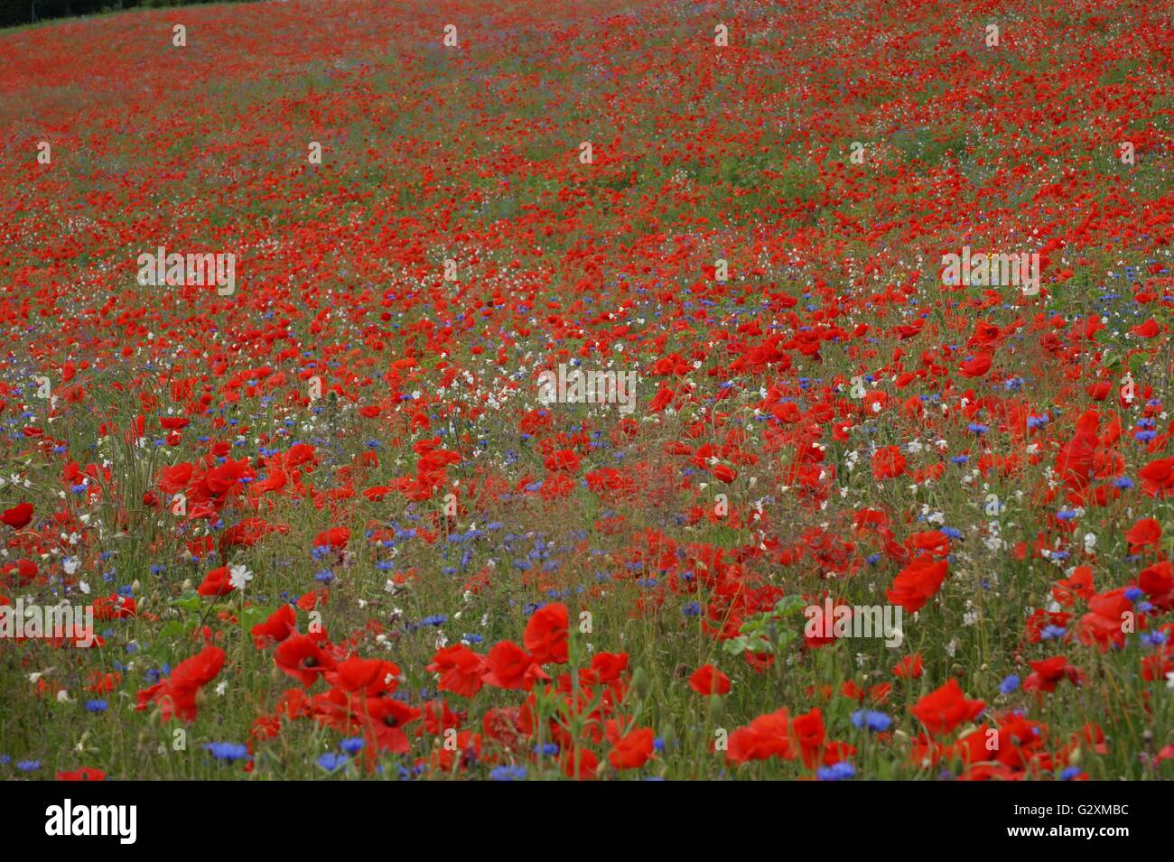 Mohnblumenfeld mit kornblumen -Fotos und -Bildmaterial in hoher ...