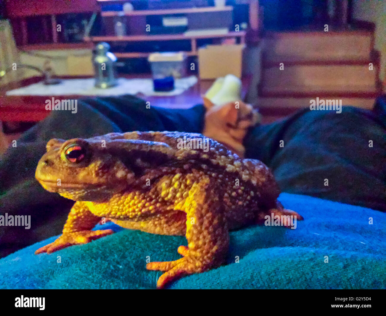 Gemeinsamen Kröte (Bufo Bufo) zu Fuß auf dem Bauch einer Person ...