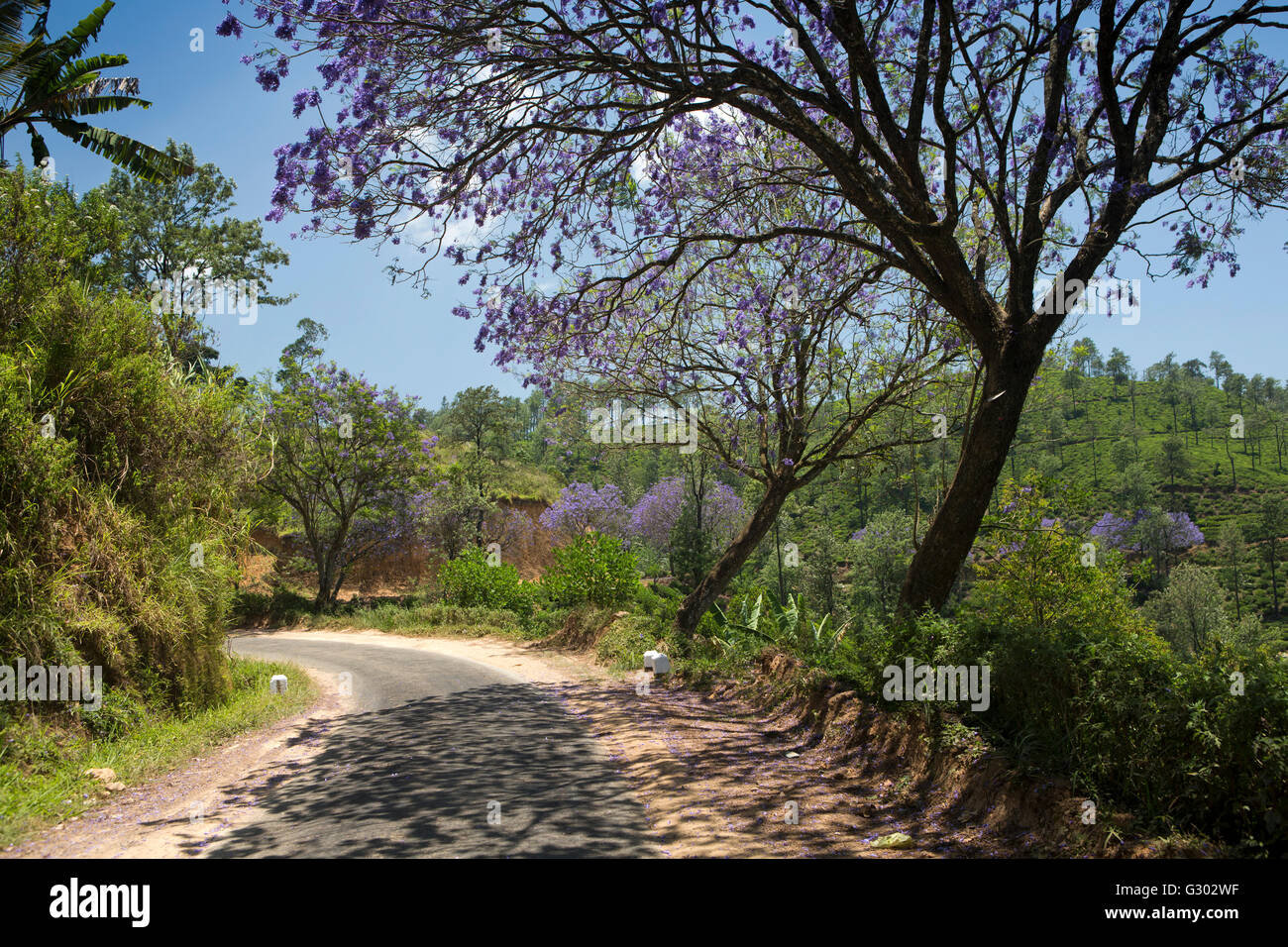 Flowering jacaranda tree -Fotos und -Bildmaterial in hoher Auflösung ...
