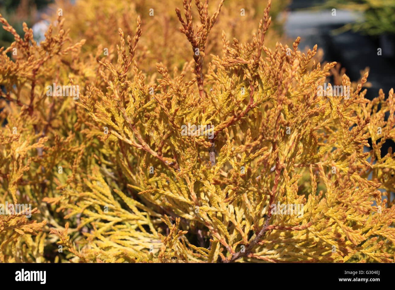 Terpen thujon -Fotos und -Bildmaterial in hoher Auflösung – Alamy