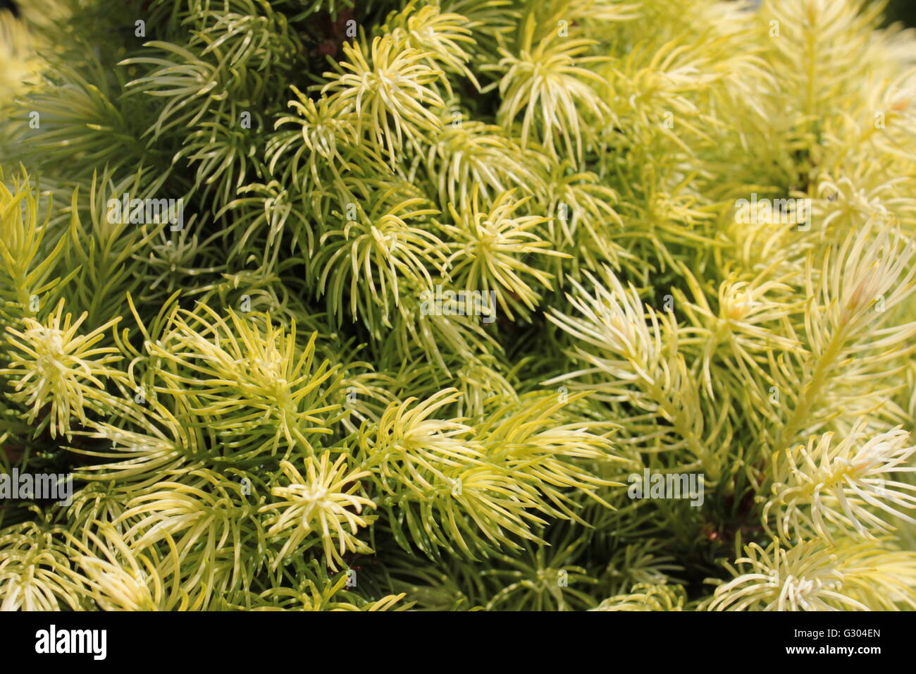 Terpen thujon -Fotos und -Bildmaterial in hoher Auflösung – Alamy