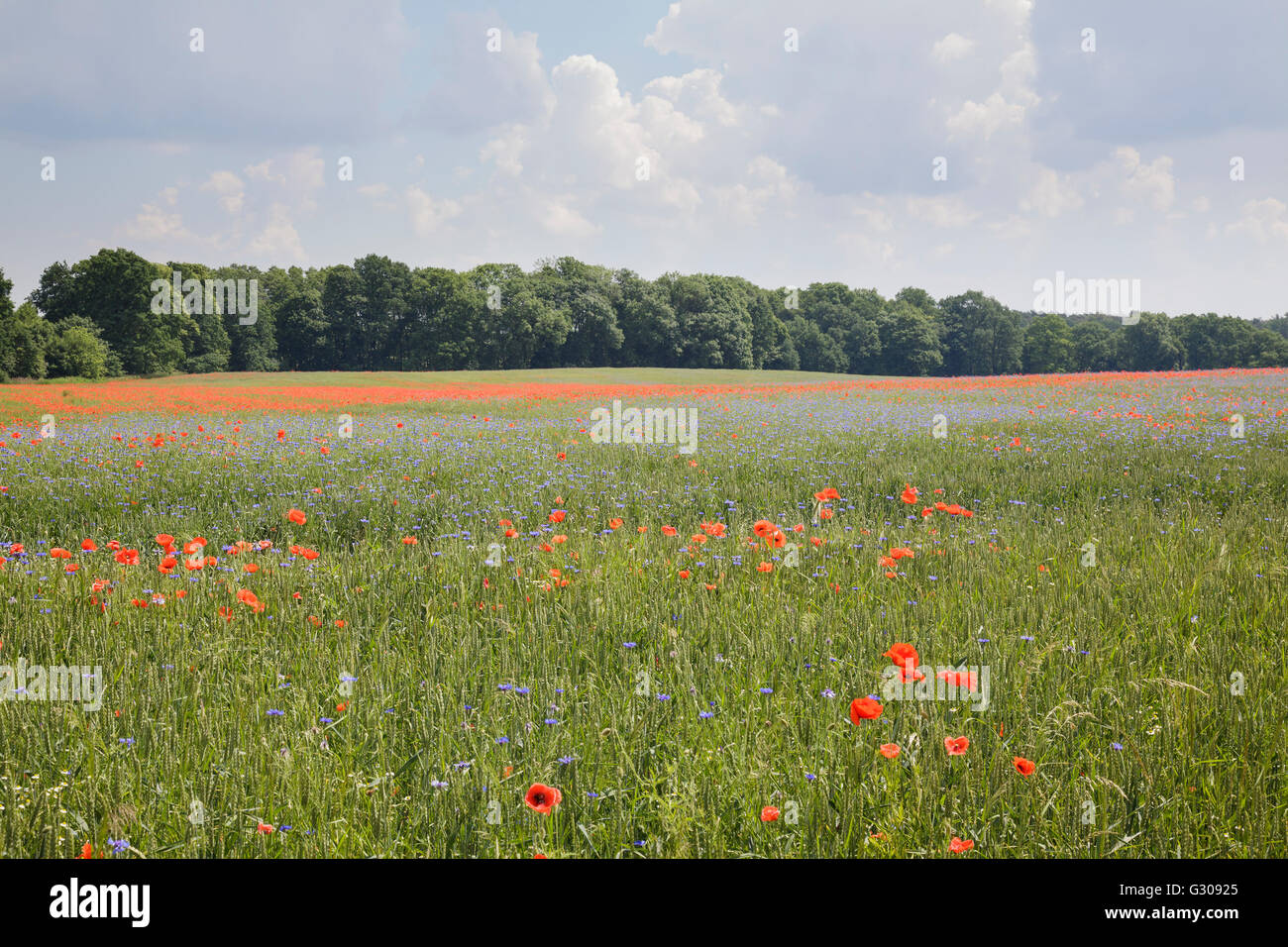 Mohnblumen kornblumen -Fotos und -Bildmaterial in hoher Auflösung – Alamy