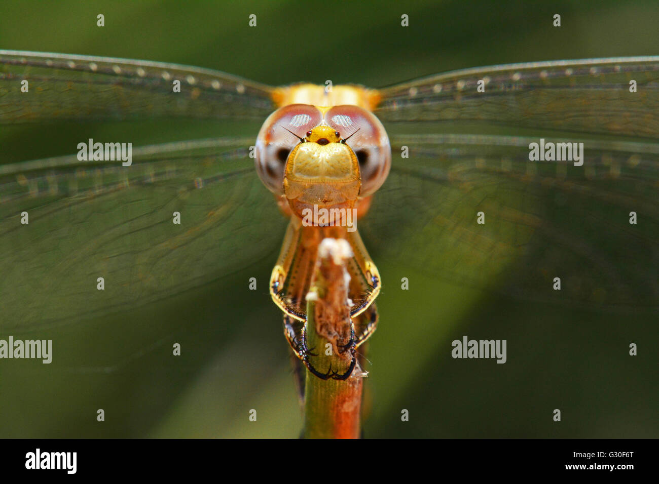 Stereoskopischen augen -Fotos und -Bildmaterial in hoher Auflösung – Alamy