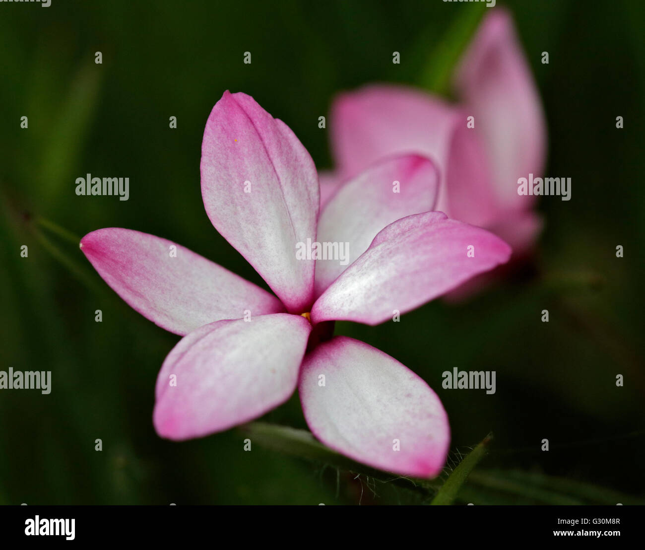 Der rote stern -Fotos und -Bildmaterial in hoher Auflösung – Alamy