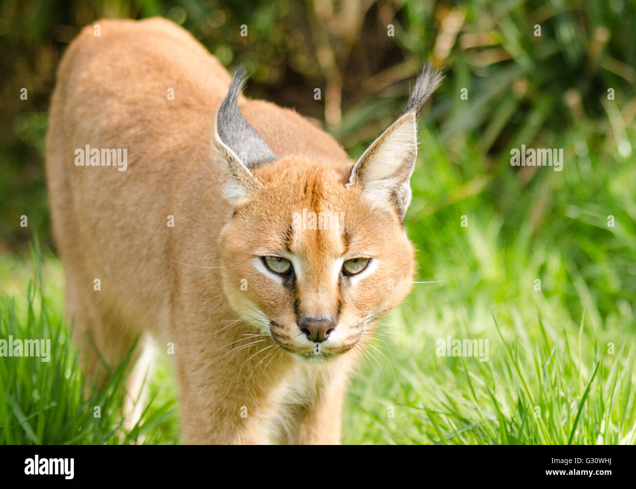 Caracal der zoo -Fotos und -Bildmaterial in hoher Auflösung – Alamy