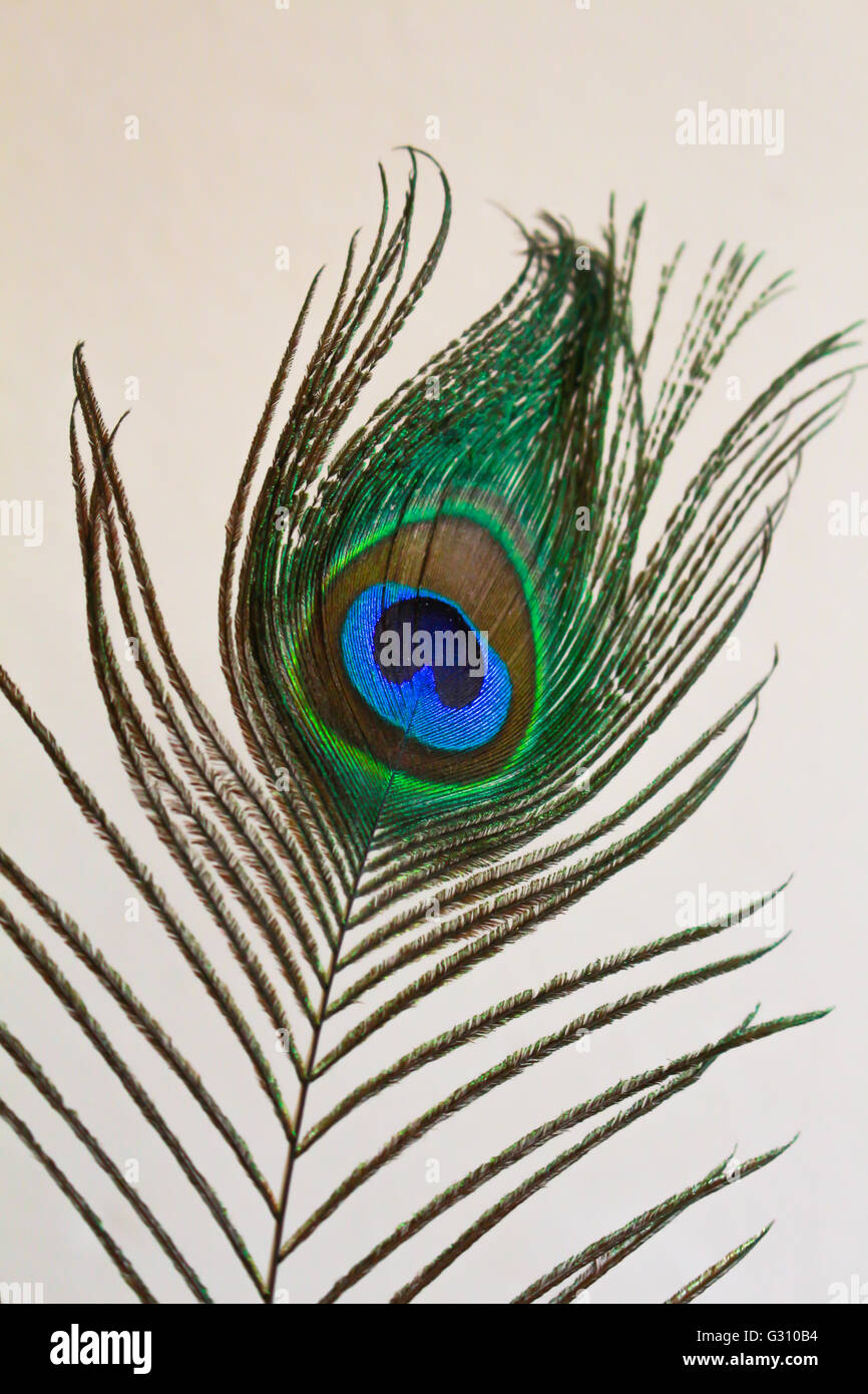 Die pfauenfeder -Fotos und -Bildmaterial in hoher Auflösung – Alamy