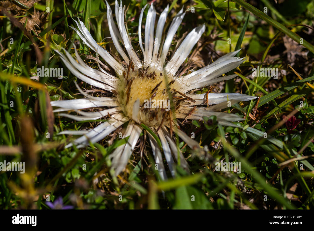 Silber distel -Fotos und -Bildmaterial in hoher Auflösung – Alamy