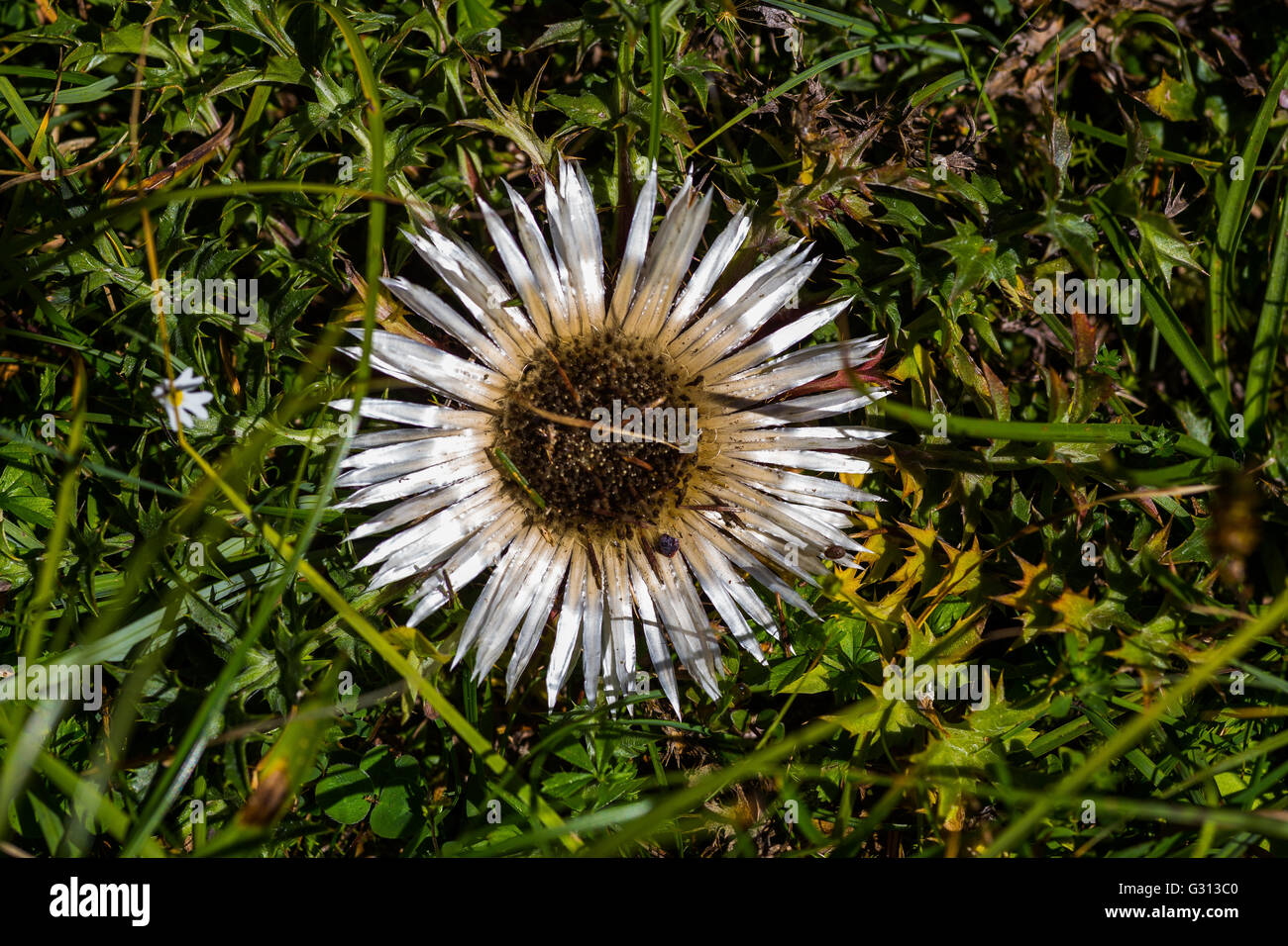 Silber distel -Fotos und -Bildmaterial in hoher Auflösung – Alamy