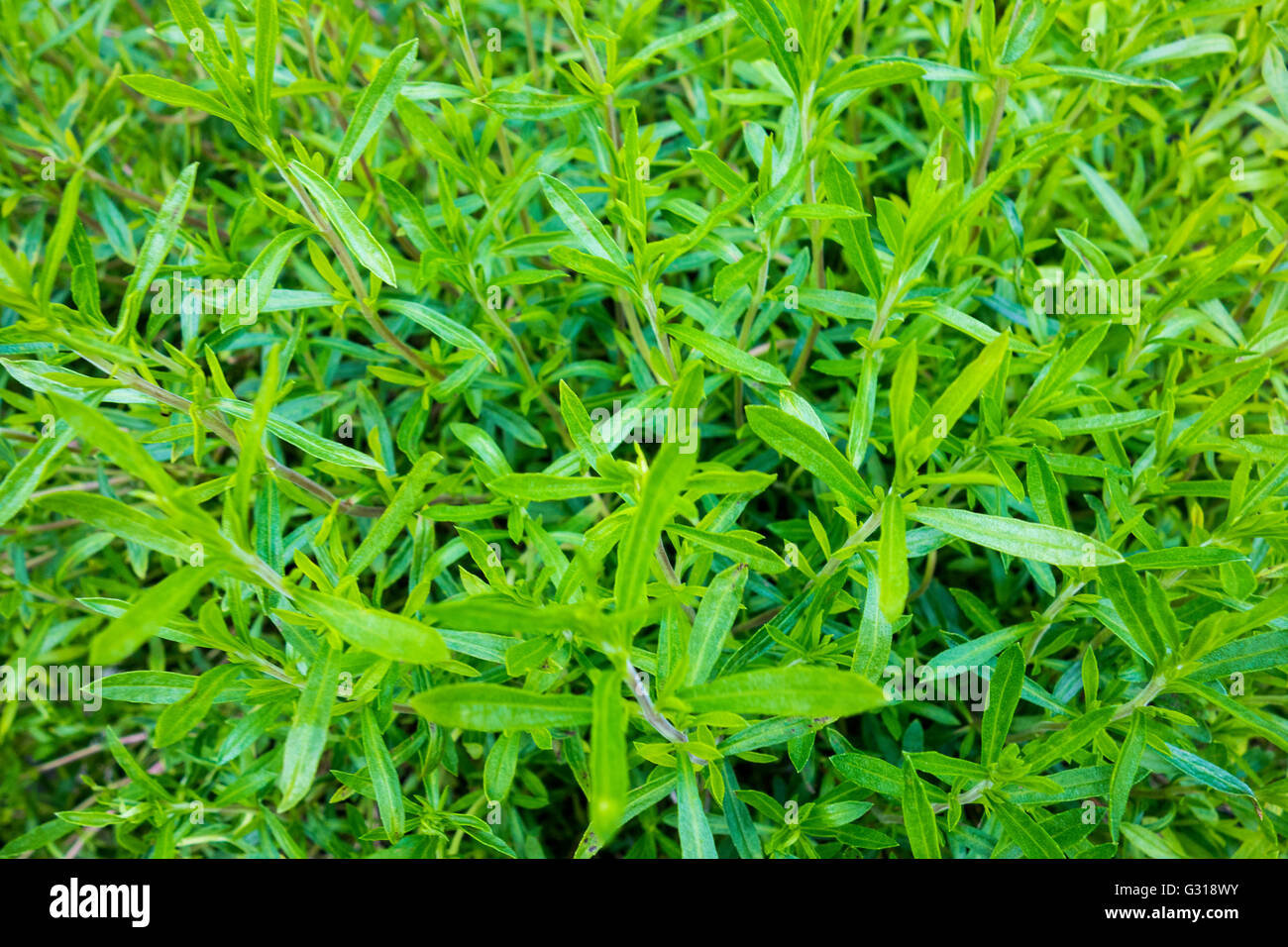 Alpine bohnenkraut -Fotos und -Bildmaterial in hoher Auflösung – Alamy