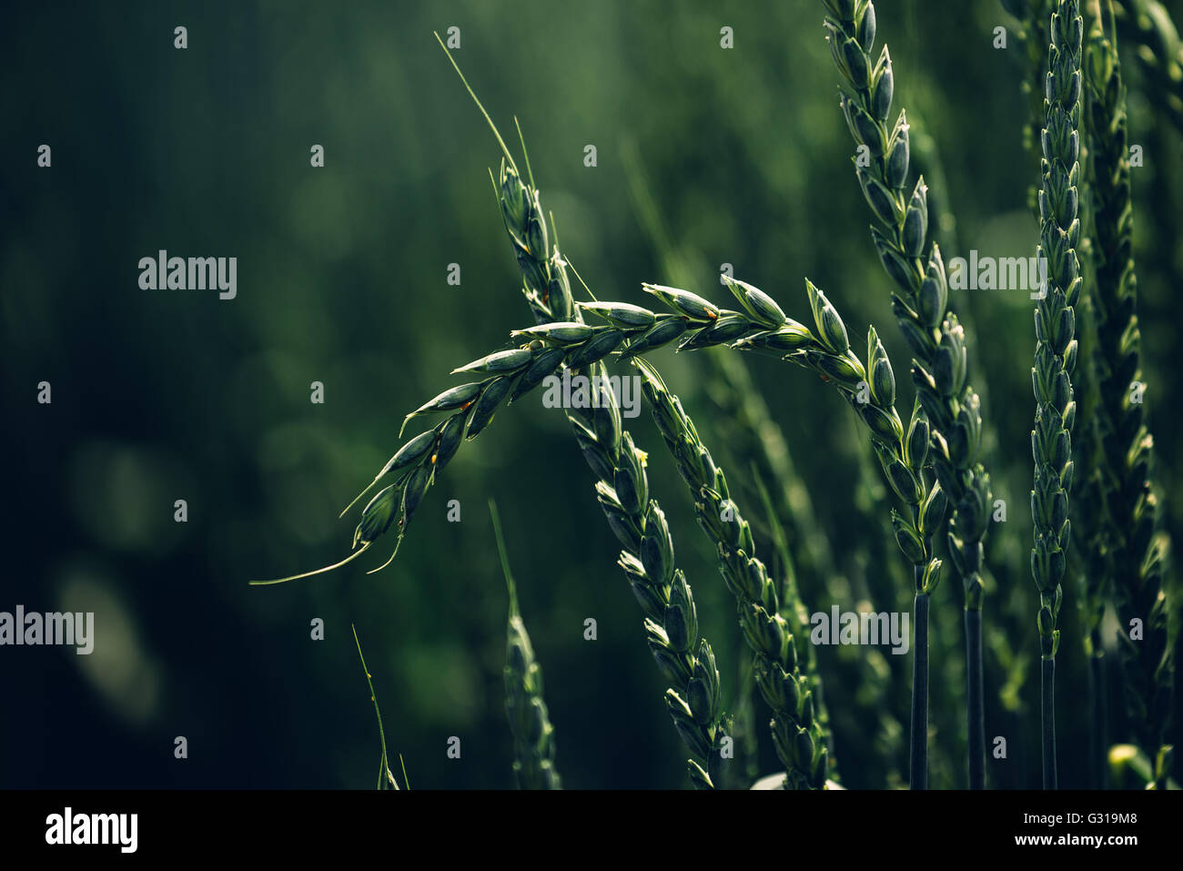 5000 arten -Fotos und -Bildmaterial in hoher Auflösung – Alamy