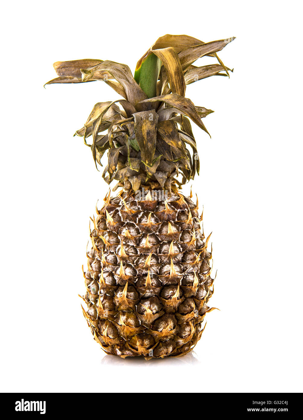 Verdorbene Ananas auf weißem Hintergrund Stockfotografie - Alamy