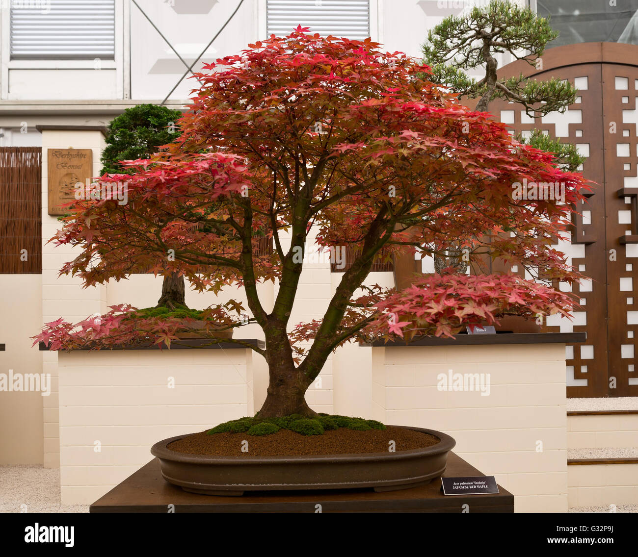 Bonsai Baum Grosse