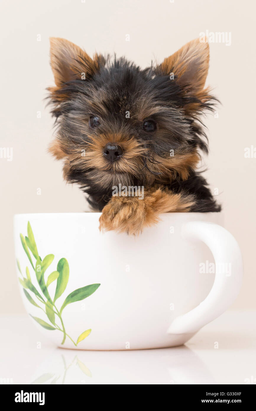 Yorkshire tea cup -Fotos und -Bildmaterial in hoher Auflösung – Alamy