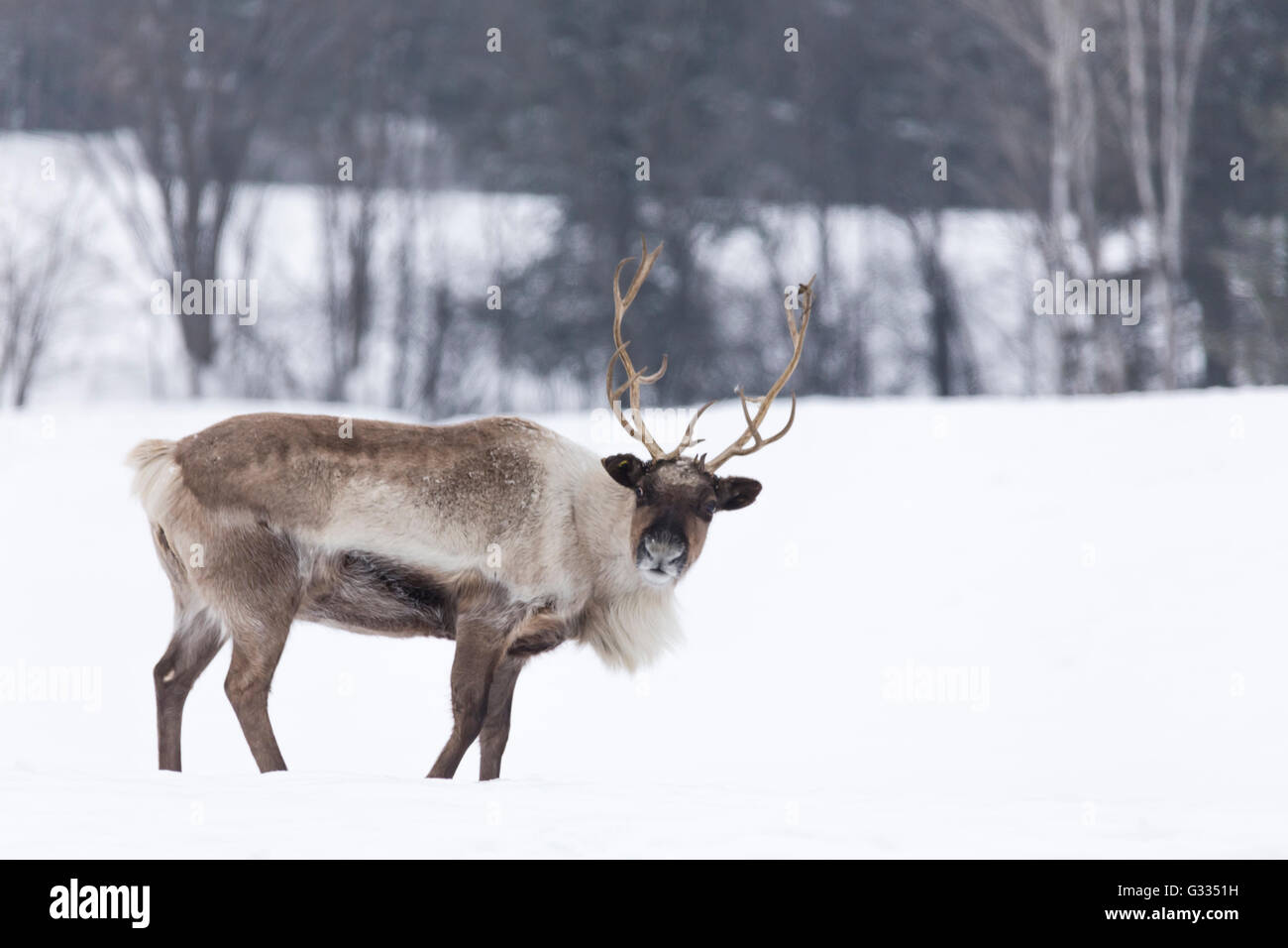Karibu im winter -Fotos und -Bildmaterial in hoher Auflösung – Alamy