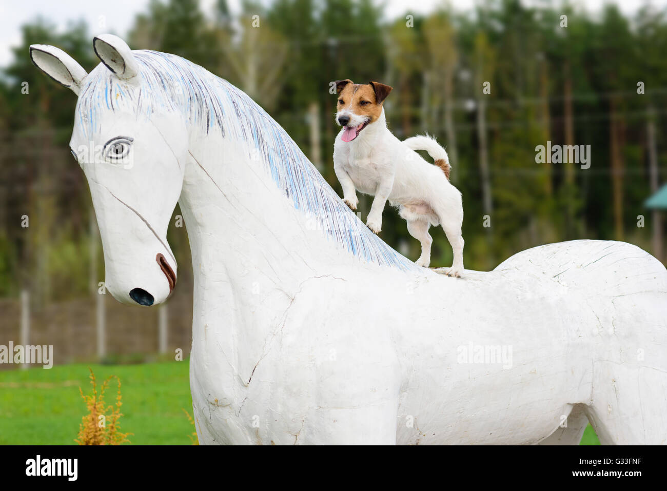 Hund pferd baum -Fotos und -Bildmaterial in hoher Auflösung – Alamy