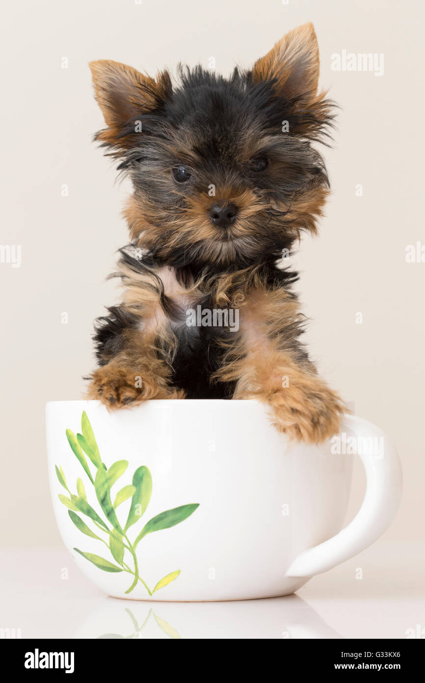 Yorkshire tea cup -Fotos und -Bildmaterial in hoher Auflösung – Alamy