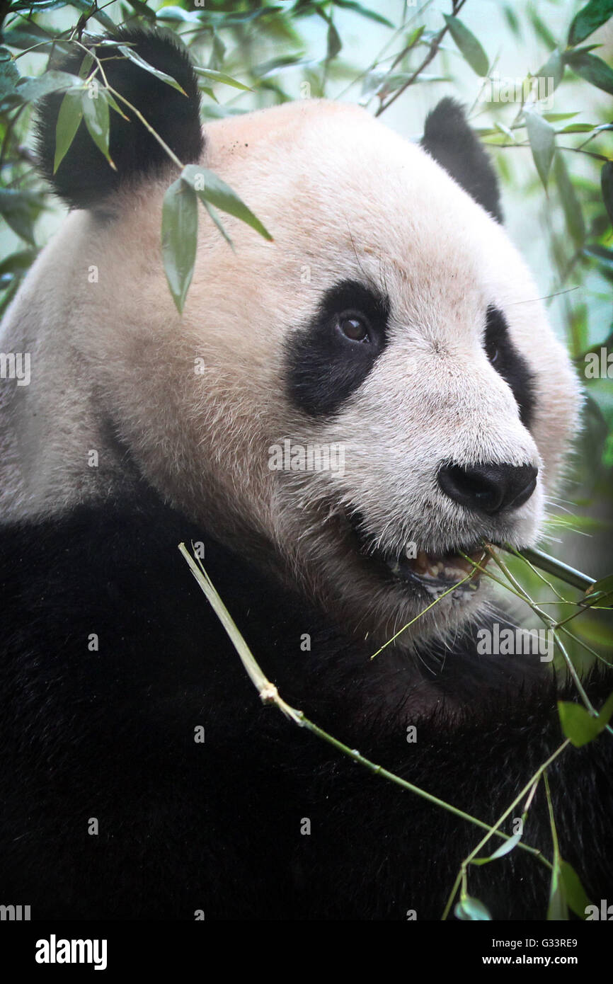 Zoo poo -Fotos und -Bildmaterial in hoher Auflösung – Alamy