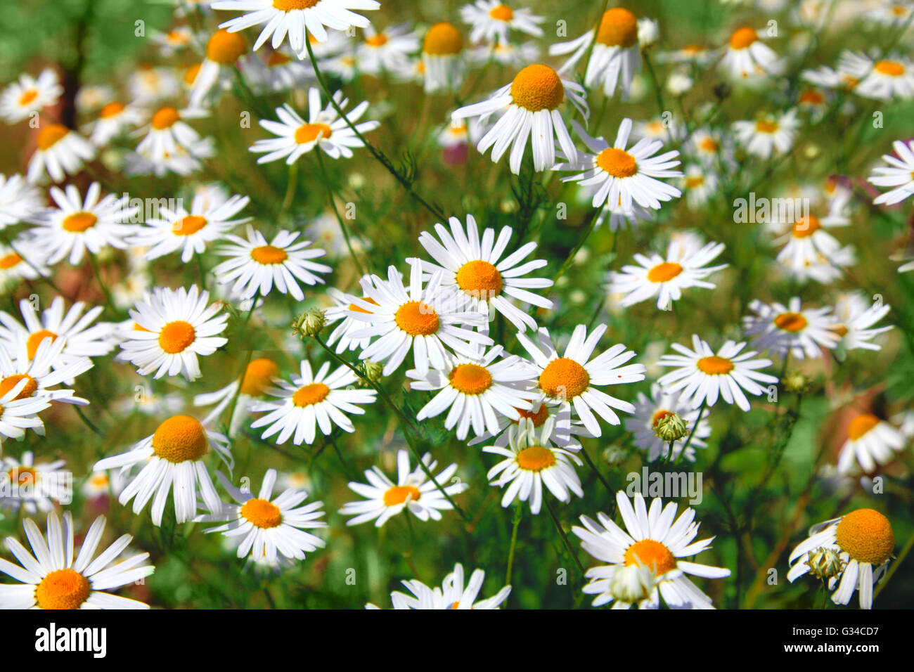Mit kamille -Fotos und -Bildmaterial in hoher Auflösung – Alamy