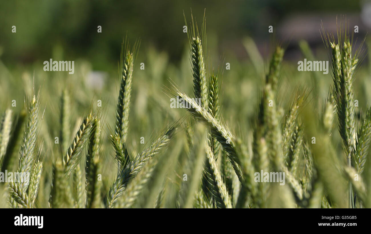 Landwirtschaft natur -Fotos und -Bildmaterial in hoher Auflösung – Alamy