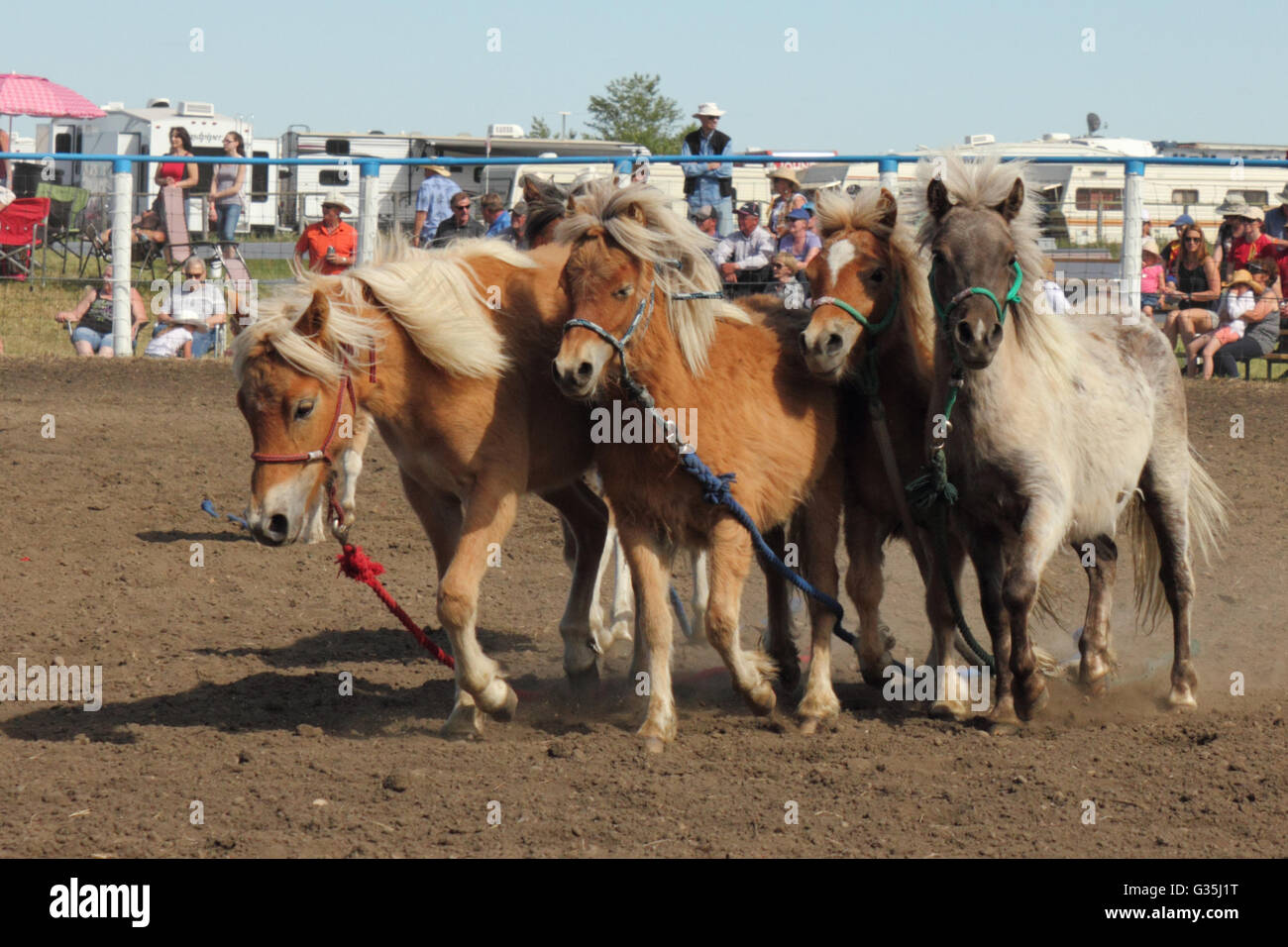 Wilde ponyrennen -Fotos und -Bildmaterial in hoher Auflösung – Alamy