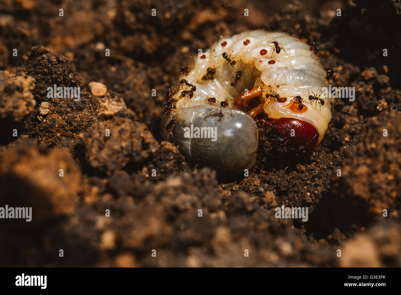Larve f -Fotos und -Bildmaterial in hoher Auflösung – Alamy