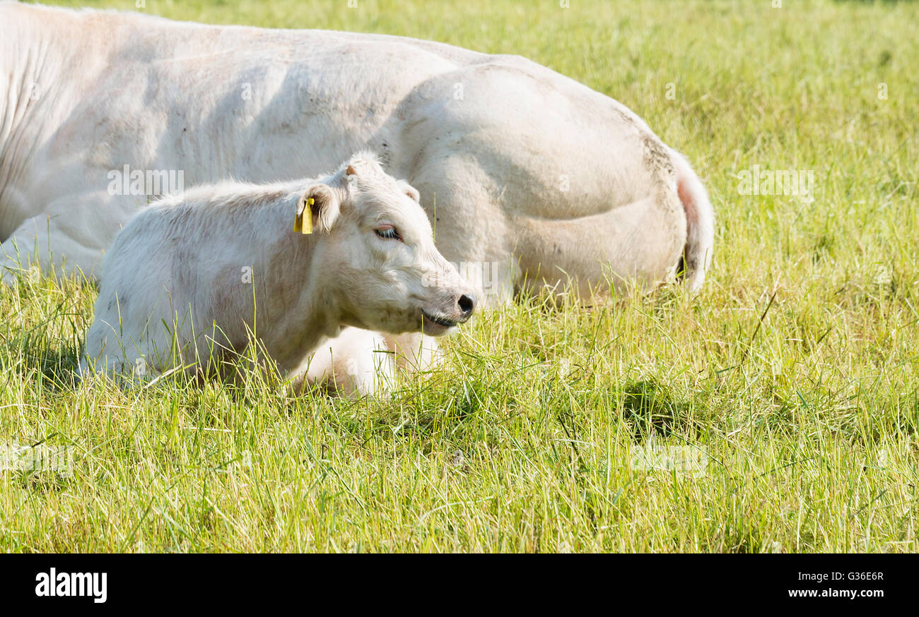 Junge kuh mit mutter -Fotos und -Bildmaterial in hoher Auflösung – Alamy