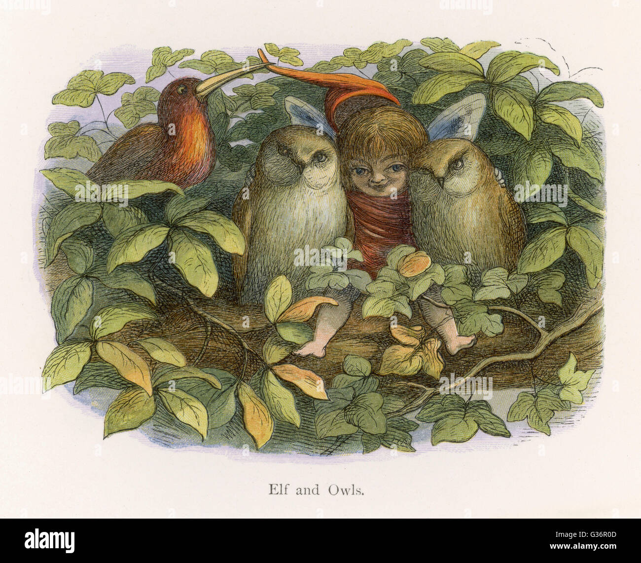 Elfen eulen -Fotos und -Bildmaterial in hoher Auflösung – Alamy