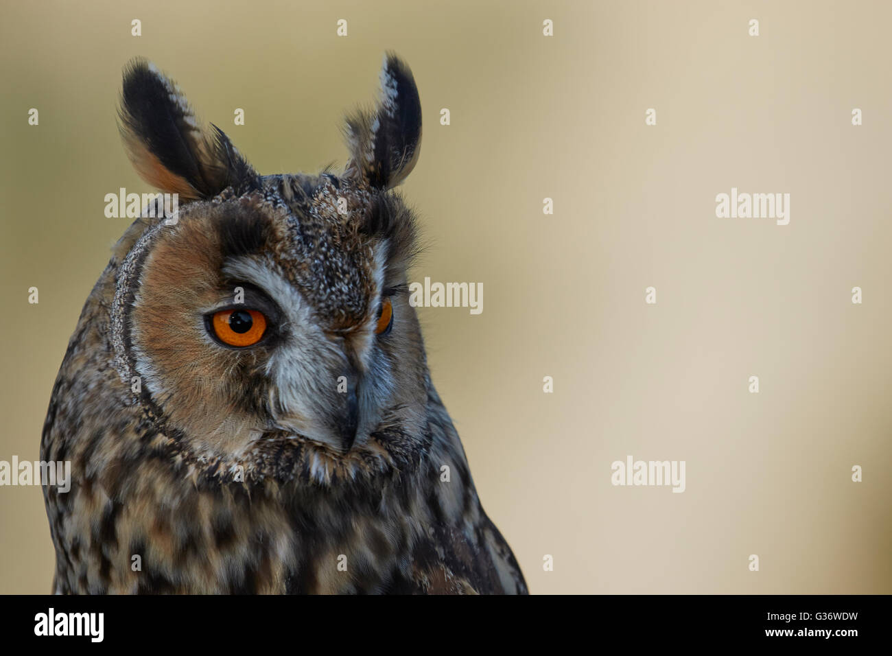 Ojos de buho -Fotos und -Bildmaterial in hoher Auflösung – Alamy