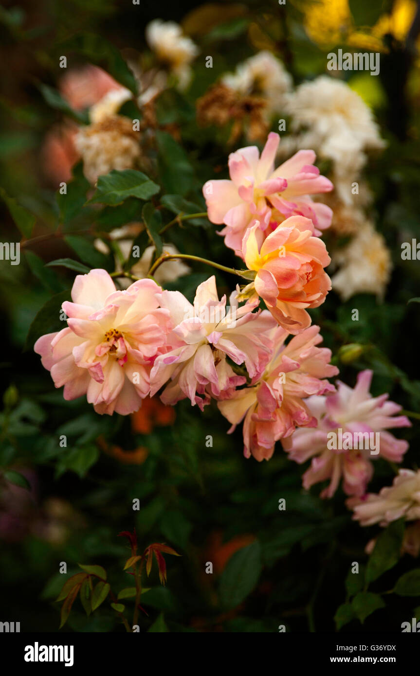 Rose phyllis bide -Fotos und -Bildmaterial in hoher Auflösung – Alamy