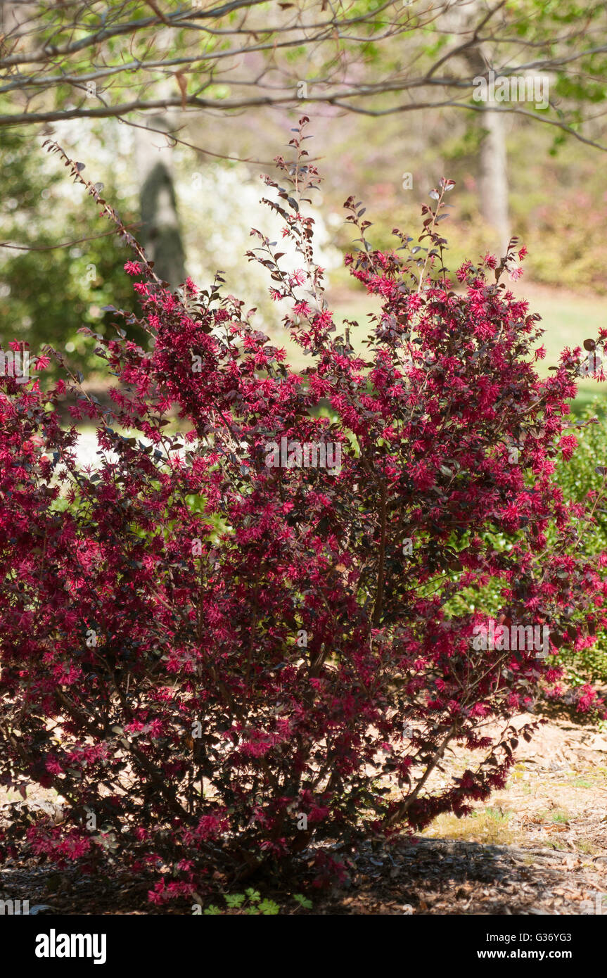 Loropetalum, EVER RED Loropetalum Chinense "Chang Nian Hong ...